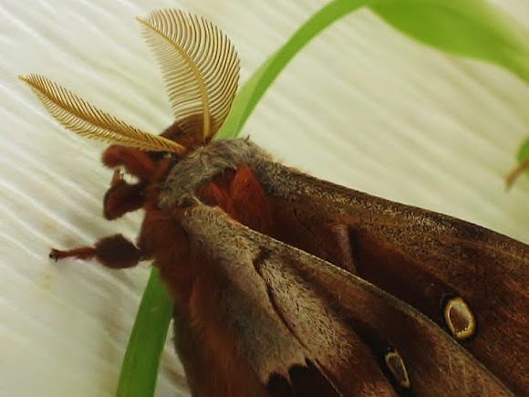 Polyphemus moth | Project Noah