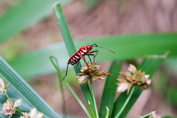 Red Cotton Stainer | Project Noah