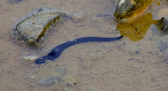 Horse Leech | Project Noah