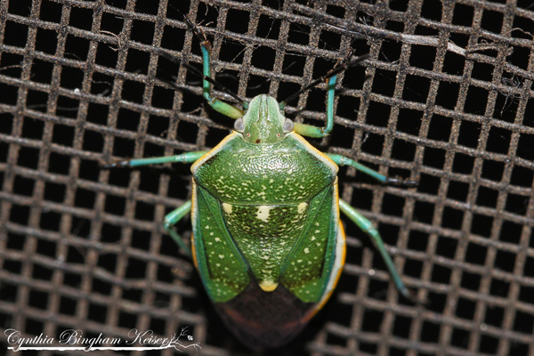 Say's Stink Bug | Project Noah