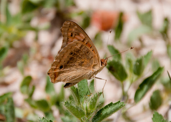 Tropical Buckeye (blue form) | Project Noah