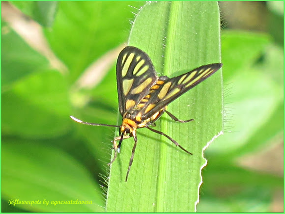 Amata Wasp Moth | Project Noah