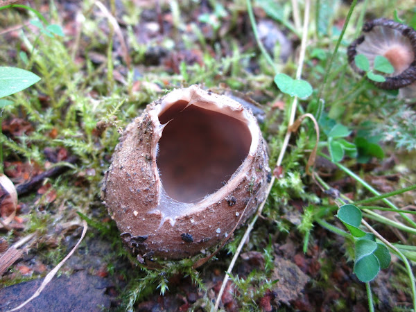 cup-fungus/mushroom sp.-? | Project Noah