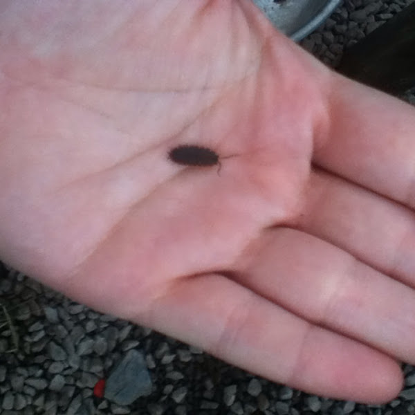 Pill bug | Project Noah