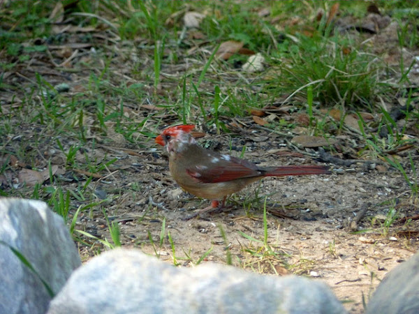 leucistic Northern cardinals | Project Noah