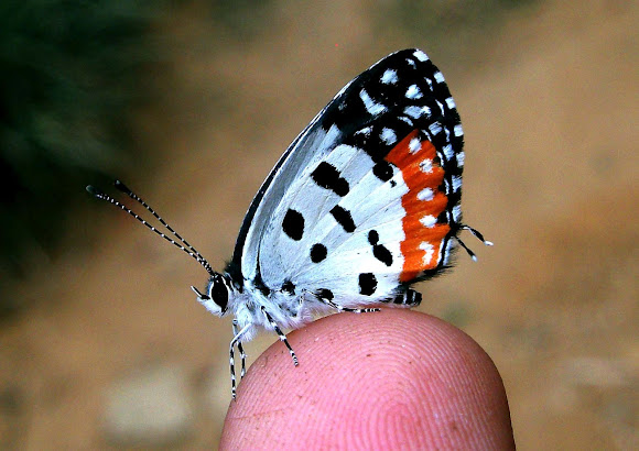 Red Pierrot | Project Noah