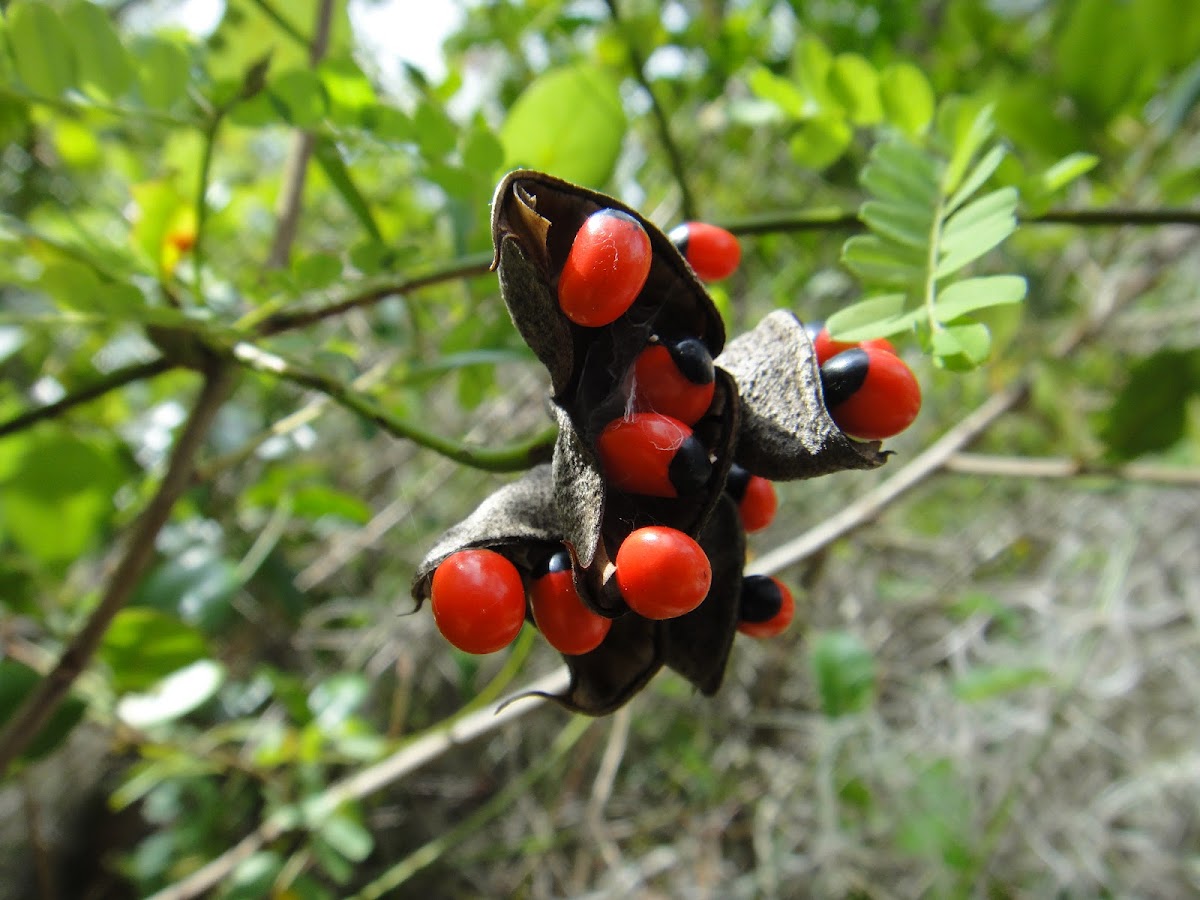 Rosary Pea | Project Noah