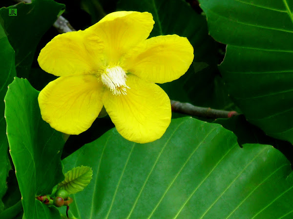 Simpoh Air | Project Noah