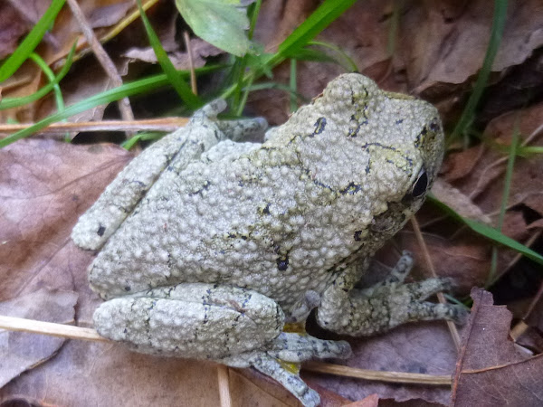 Cope's Gray Treefrog | Project Noah