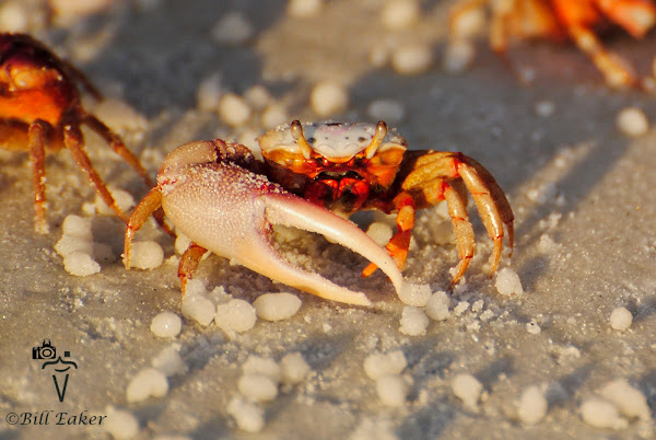Sand Fiddler Crab | Project Noah
