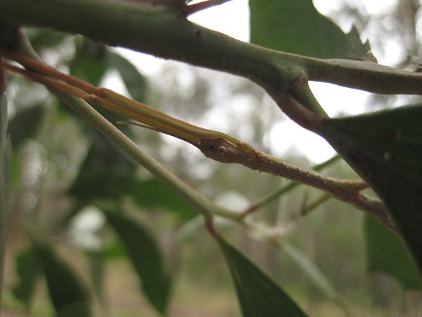 Strong stick insect | Project Noah