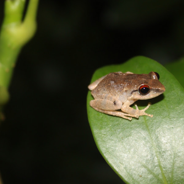 Coquí Común | Project Noah