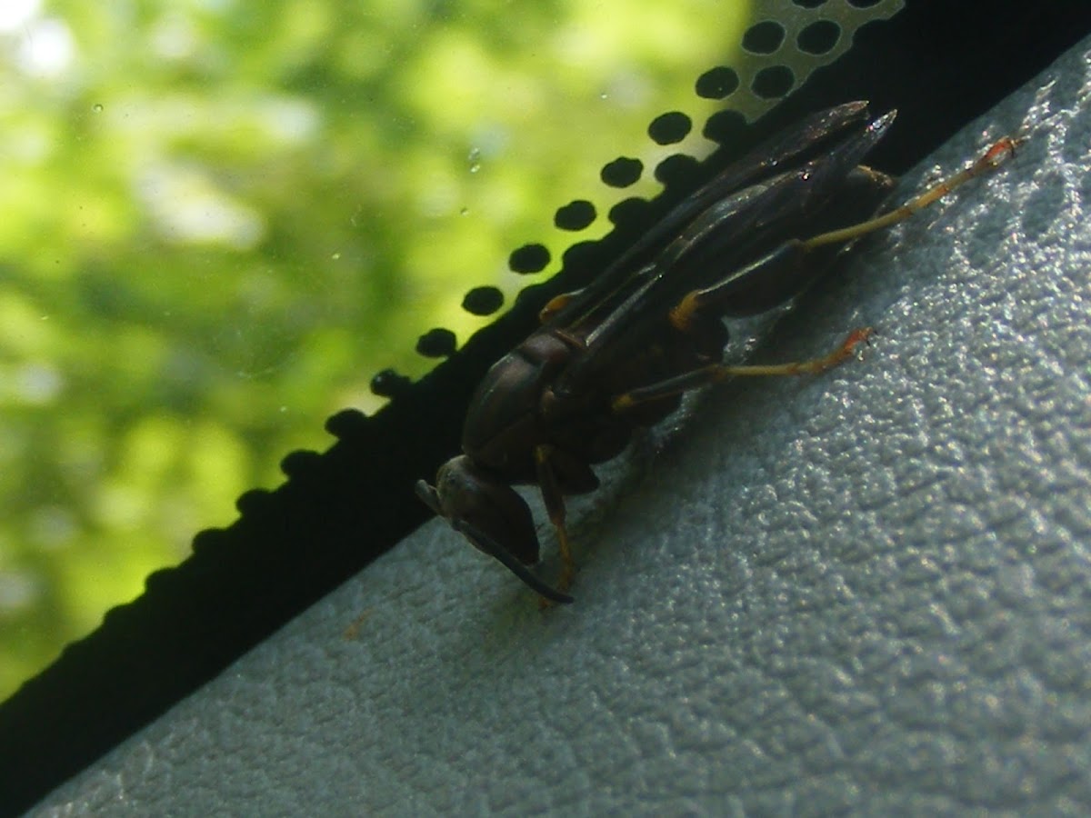 Indian paper wasp | Project Noah