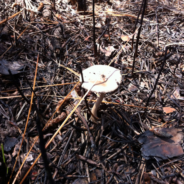 Destroying Angel | Project Noah