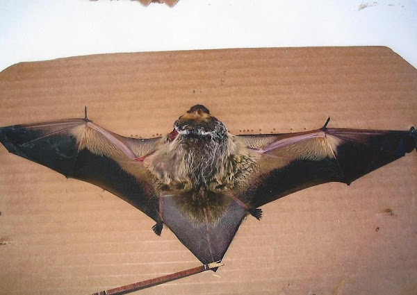 Hoary Bat | Project Noah