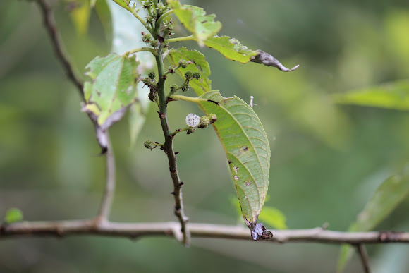 Australian Mulberry or Native Mulberry | Project Noah