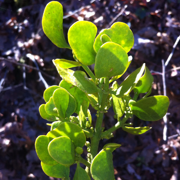 Oak Mistletoe | Project Noah