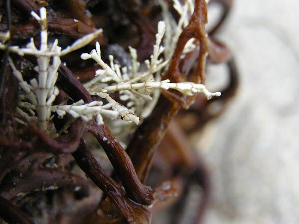 Red Algae (Corallina sp.) | Project Noah