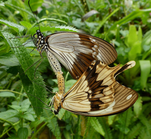 Mocker swallowtail | Project Noah
