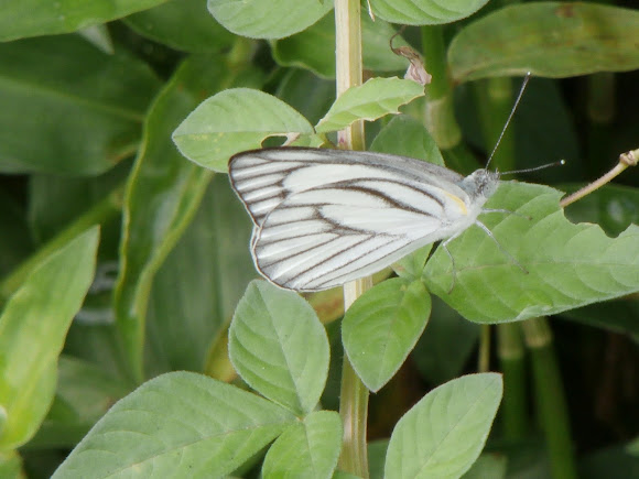 Striped Albatross butterfly | Project Noah
