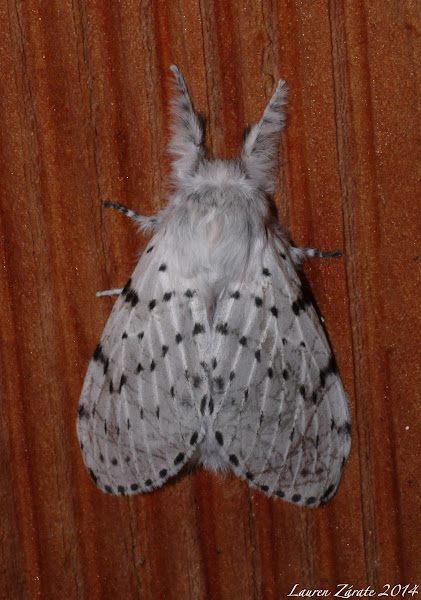 Dot-Lined White Moth | Project Noah