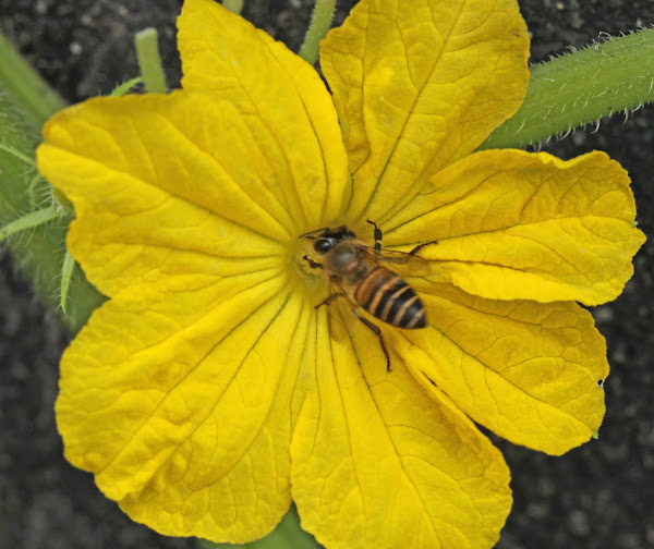 Honey Bee, on Cucumber Male Flower | Project Noah