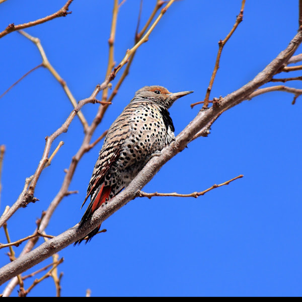 Northern Flicker (Red Shafted) | Project Noah