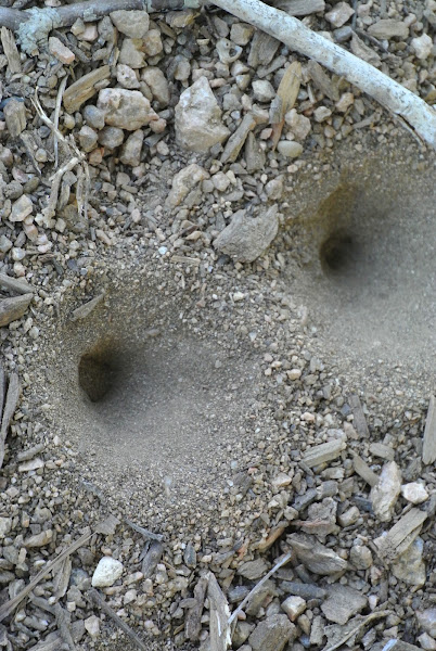 Antlion Burrows | Project Noah