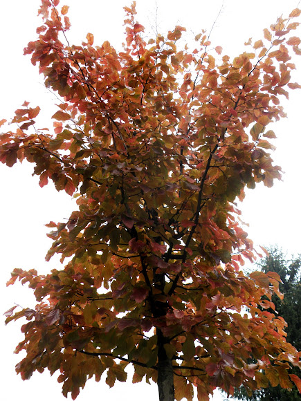 Olea Capensis | Project Noah