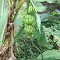 Unknown Banana Plant | Project Noah
