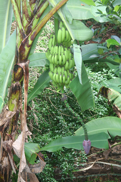 Unknown Banana Plant | Project Noah