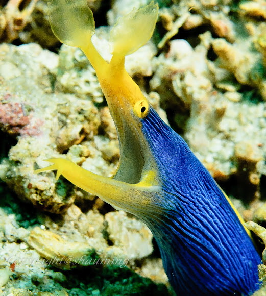 Blue Ribbon Eel | Project Noah