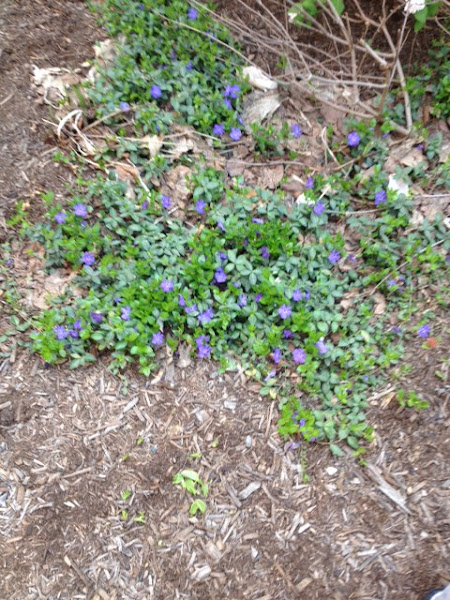 Myrtle Periwinkle | Project Noah