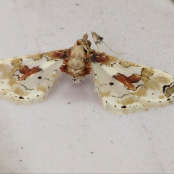 Eggplant Borer | Project Noah