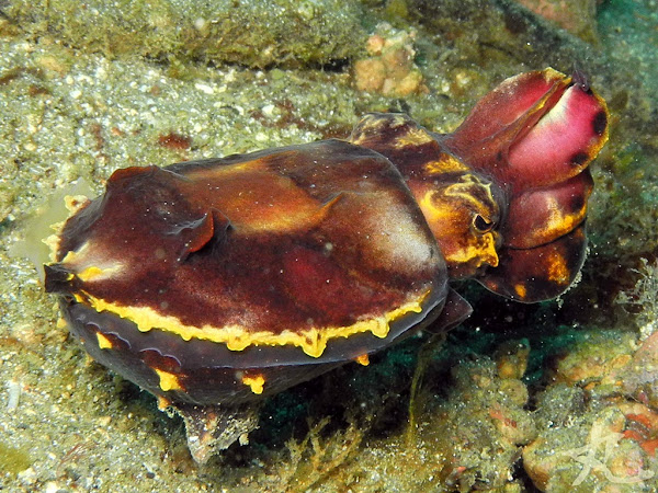 Flamboyant Cuttlefish | Project Noah