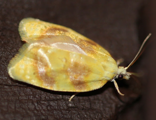 Oak Leaftier Moth | Project Noah