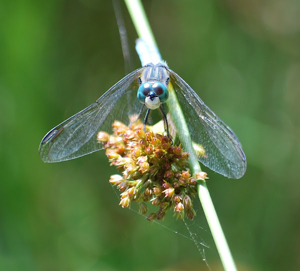 Blue Skimmer | Project Noah