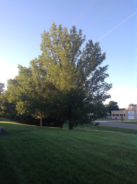 Ash Tree | Project Noah