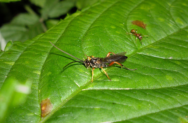 Scorpion Wasp | Project Noah