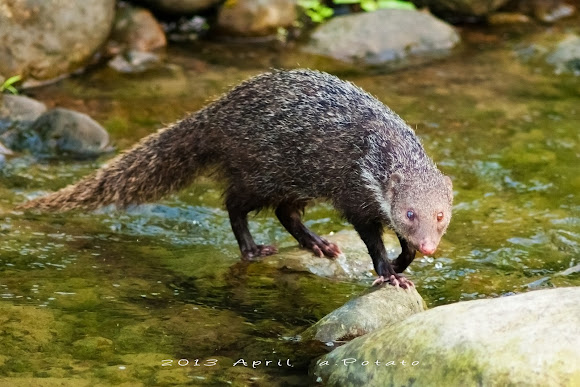 Crab-eating Mongoose | Project Noah