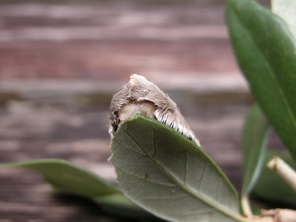 Flannel Moth larva | Project Noah