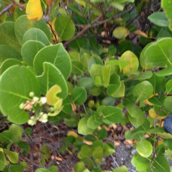 Coco-Plum "Icaco-plum" | Project Noah