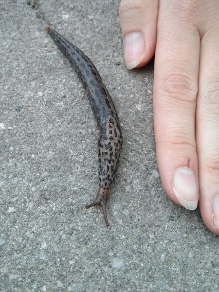 Leopard slug | Project Noah