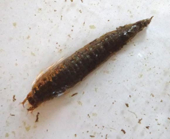 Dobsonfly Larvae In Water