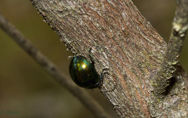 Metallic Green Leaf Beetle | Project Noah