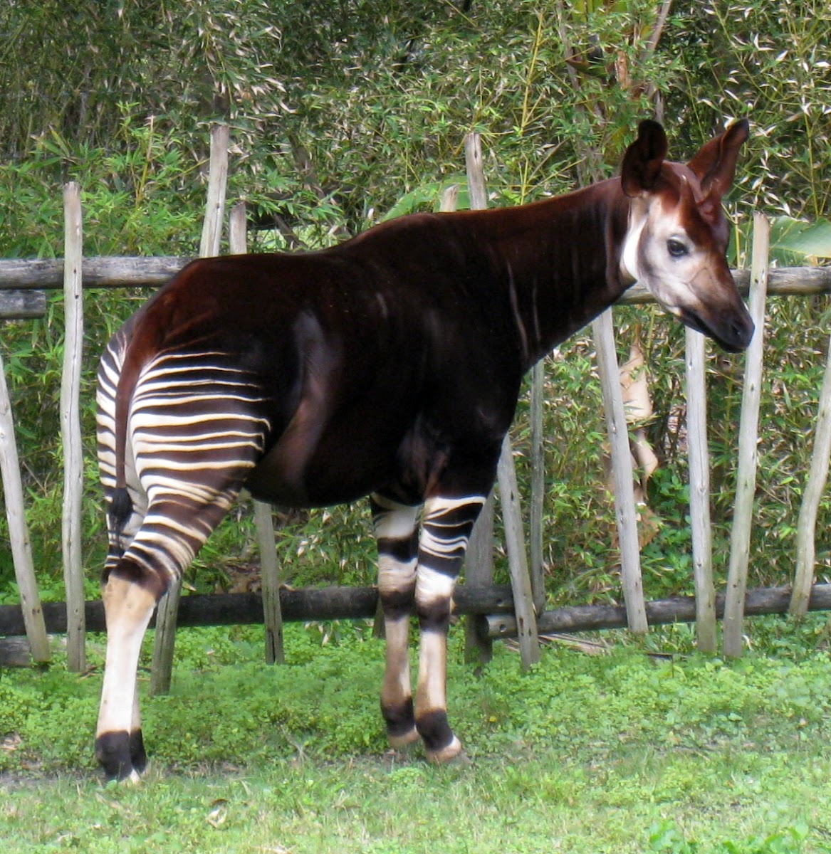 Okapi | Project Noah