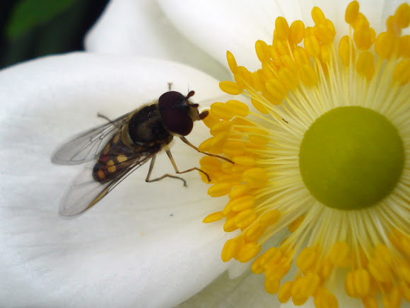 Sírfido, Syrphidae (Hoverfly) | Project Noah