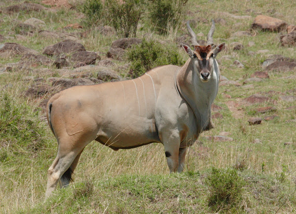 Common Eland | Project Noah
