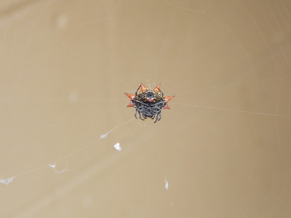 Spiny Orb Weaver | Project Noah