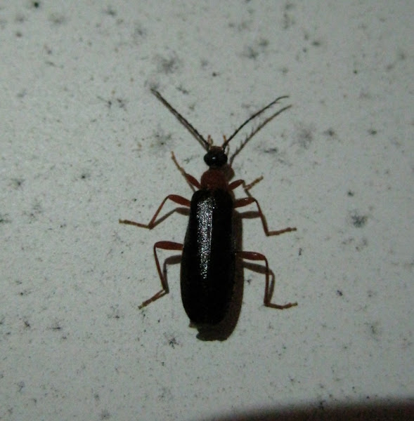 Fire-colored Beetle | Project Noah